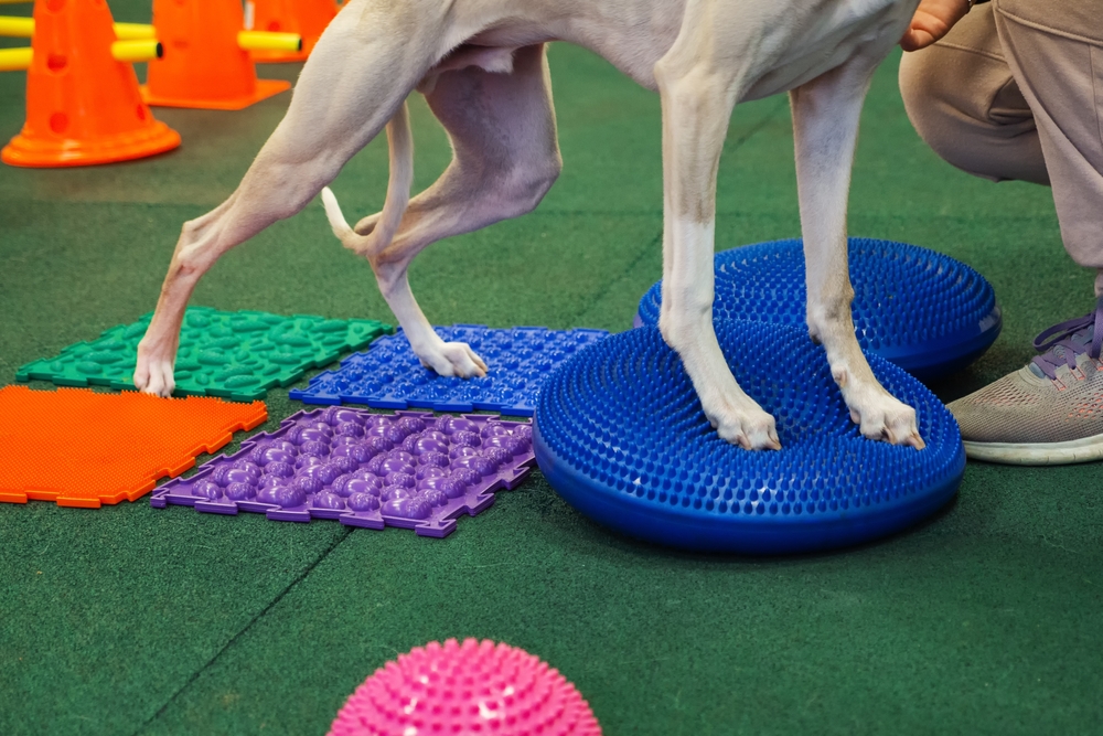 Prehab for Dogs: Preparing Stronger Outcomes Before Surgery and Injury ...