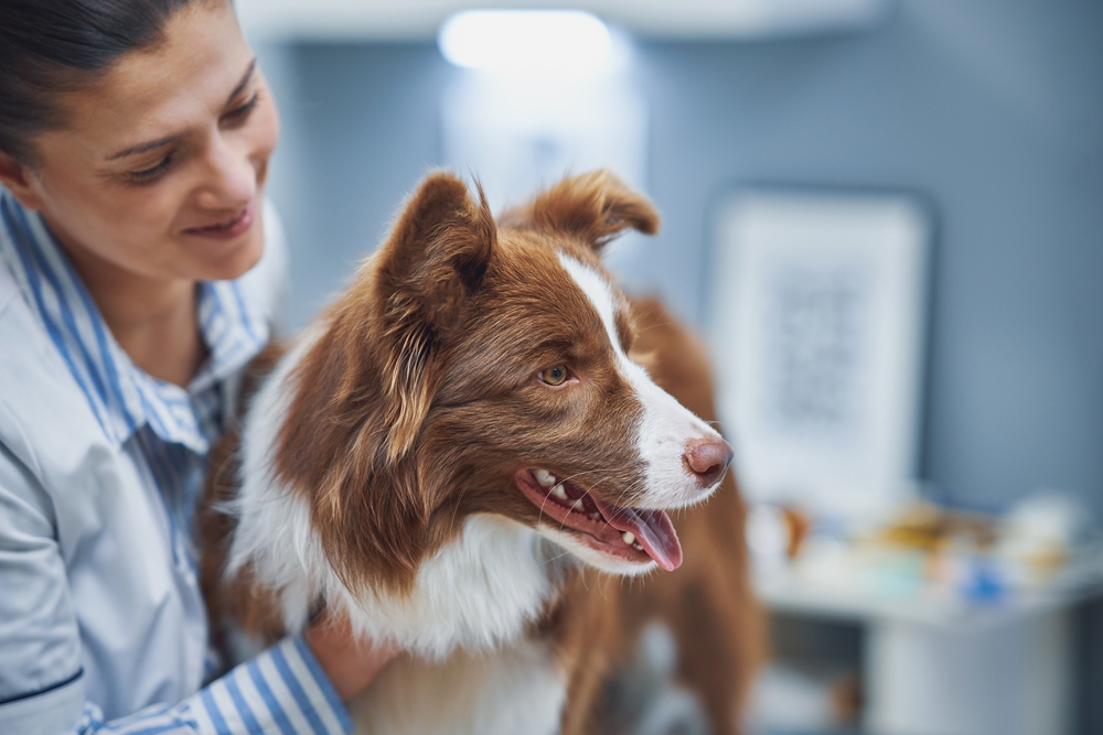 What Does a Rehab Vet Do? (And How We Help Your Pet Move Better)